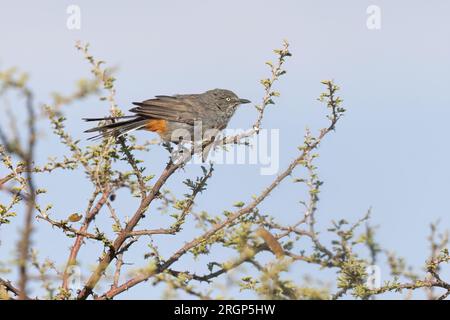 Chestnut-vented Warbler, Spitzkoppe, Namibia, March 2023 Stock Photo ...