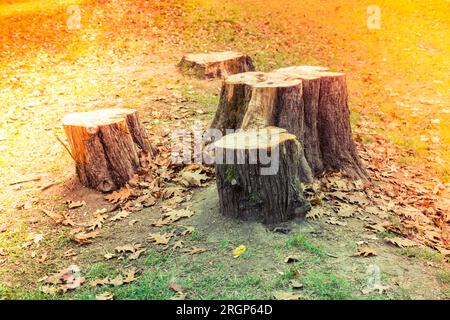 Deforestation. Stump of tree after cutting forest by water Stock Photo ...
