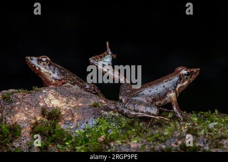 A dancing frog showing off his legs. KARNATAKA; INDIA: THESE ADORABLE ...