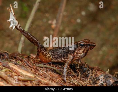 A dancing frog showing off his legs. KARNATAKA; INDIA: THESE ADORABLE ...