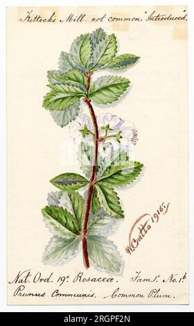 Common Plum (Prunus Communis) - William Catto Stock Photo - Alamy