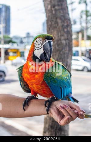 A colorful parrot presents on the arm of a woman Stock Photo - Alamy