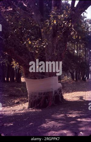 Vat Savitri has a great significance among Hindu married women as they ...