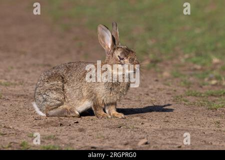 Rabbit (Oryctolagus cuniculus) with Calicivirus Rabbit Haemorrhagic ...