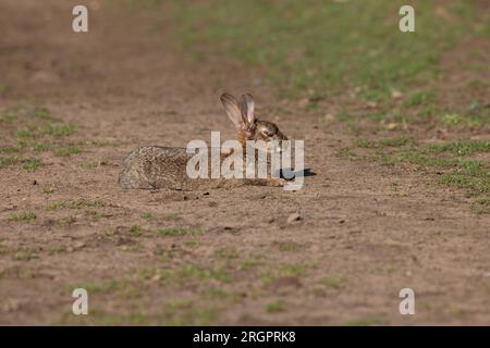 Rabbit (Oryctolagus cuniculus) with Calicivirus Rabbit Haemorrhagic ...