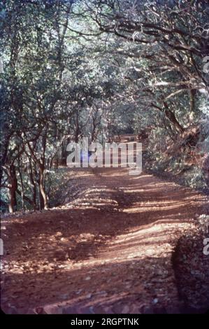 Road Amongst The Trees, Matheran Hill Station, Maharashtra, India Stock ...