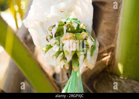 Coconut sap is collected from the coconut palm by a tapper. It's a ...