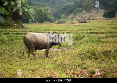 The Krabue buffalo, the Siamese buffalo, Thai water, or Thai swamp ...