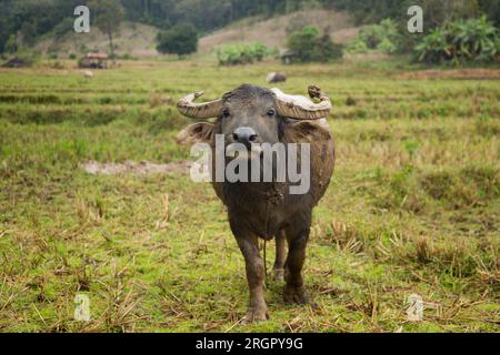 The Krabue buffalo, the Siamese buffalo, Thai water, or Thai swamp ...