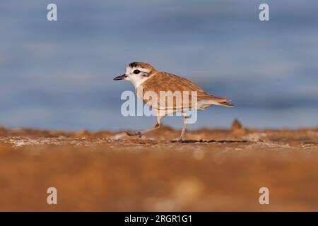 White-fronted Plover, Walvis Bay bird sanctuary, Namibia, March 2023 ...