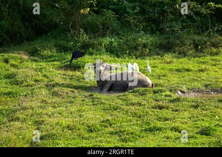 The Krabue buffalo, the Siamese buffalo, Thai water, or Thai swamp ...