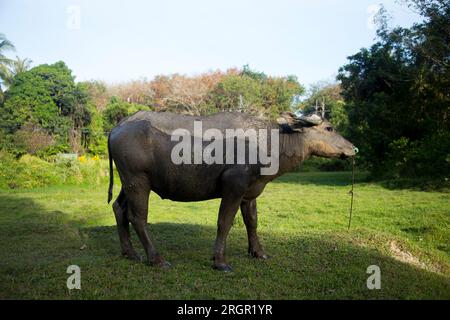 The Krabue buffalo, the Siamese buffalo, Thai water, or Thai swamp ...