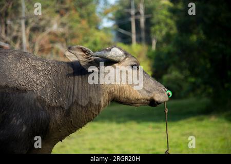 The Krabue buffalo, the Siamese buffalo, Thai water, or Thai swamp ...