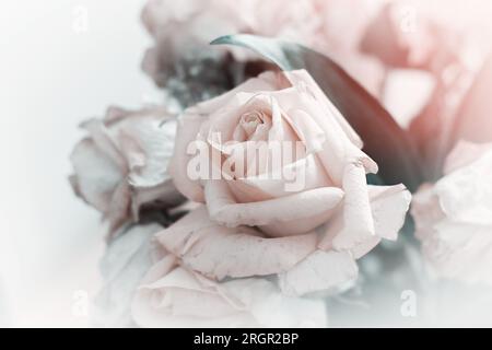 soft pastel rendering of roses in a bouquet with light borders for ...