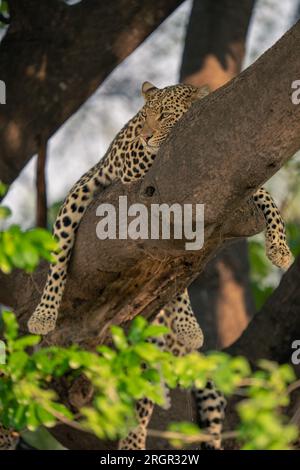 Leopard (Panthera pardus) lies straddling tree branch looking left in ...