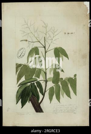 (Connarus) 18th century by Joaquim José Codina Stock Photo - Alamy