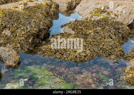 Rockpool with different varieties of seaweed Stock Photo - Alamy