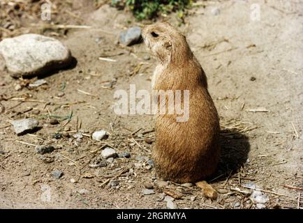 Prairie Dog Cynomus Stock Photo - Alamy