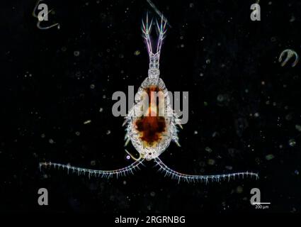Marine copepods from the order Calanoida, probably genus Temora ...