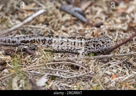 Female Sand lizard, RSPB Arne Nature Reserve, Arne, Dorset, UK Stock ...