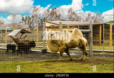 The camel stands in the barnyard Stock Photo - Alamy