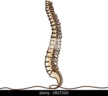 Spine one line on white background, simple sketch of part of skeleton ...