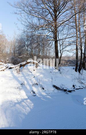 An icy wilderness with thick trees covered in snow under a misty sky on ...