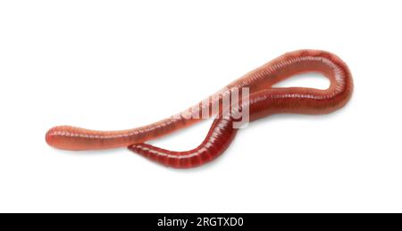One earthworm isolated on white. Terrestrial invertebrates Stock Photo ...