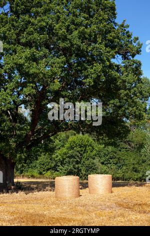 an agricultural field with an oak tree and haystacks after the wheat ...