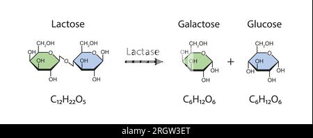 Lactase enzyme action, illustration Stock Photo - Alamy