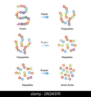 Enzymes breaking down protein, illustration Stock Photo - Alamy
