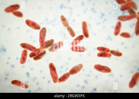 Aeromonas bacteria, illustration Stock Photo - Alamy
