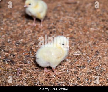 Breeding Broilers in a Broiler Barn on a Commercial Poultry Farm Stock ...