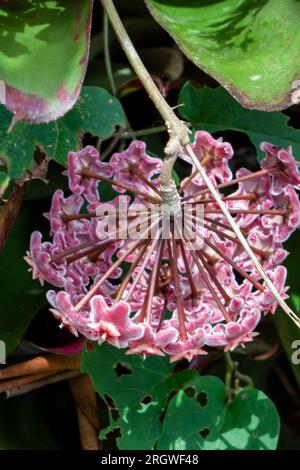 Hoya Vine Flower, red, cultivated. Hoya carnosa Stock Photo - Alamy