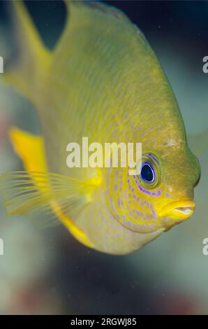 Lemon Damsel, Pomacentrus moluccensis, Golden Passage dive site, Gili ...