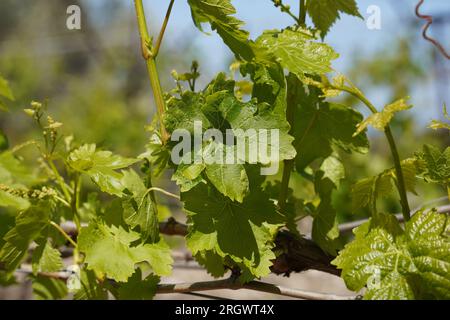 Grape field at Rhodes of the Mandrake islands in Greece Stock Photo - Alamy