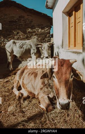 Indigenous Badri/Pahari cow at village home, grazing on Himalayan herbs ...