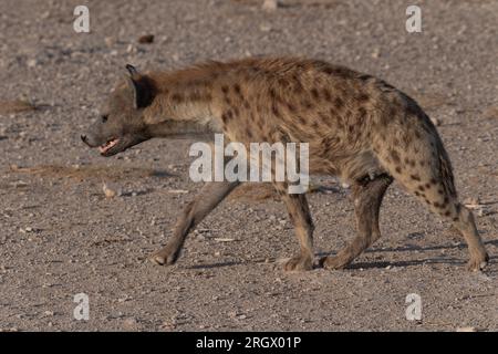 Spotted hyena, Crocuta crocuta, Hyaenidae, Amboseli National Park ...