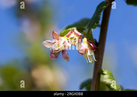 blooming gooseberries in the summer, beautiful unusual flowers ...