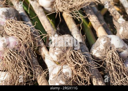 the garlic crop stacked on the territory of the field for drying the ...