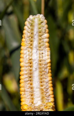 unripe young corn with yellow seeds cut into pieces, corn in the field ...