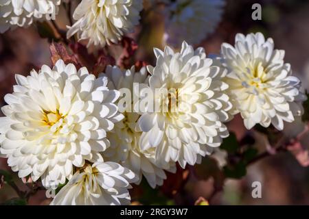old autumn flowers with damage and other disadvantages, the last ...