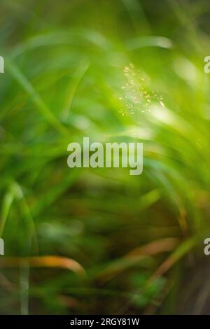 beautiful blurry green hay background. nature and environmental concept ...