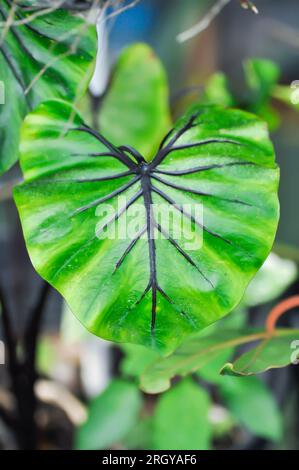 Colocasia Pharaohs Mask , Pharaohs mask elephant ear or Colocasia in ...