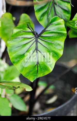 Colocasia Pharaohs Mask , Pharaohs mask elephant ear or Colocasia plant ...
