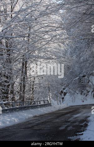 Road with ice and trees on the sides Stock Photo - Alamy