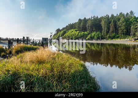 Evergreen trees and old pilings line the Moclips River in Washington ...