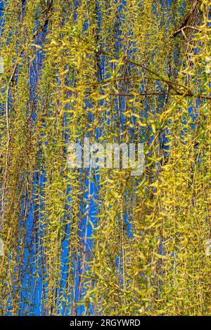 willow tree during spring blooming in the forest, details of willow ...
