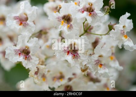 Closeup of catalpa tree blossoms in summer. Catalpa is also known as ...