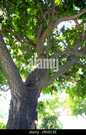Brazilwood tree in bloom National tree of Brazil Caesalpinia echinata ...